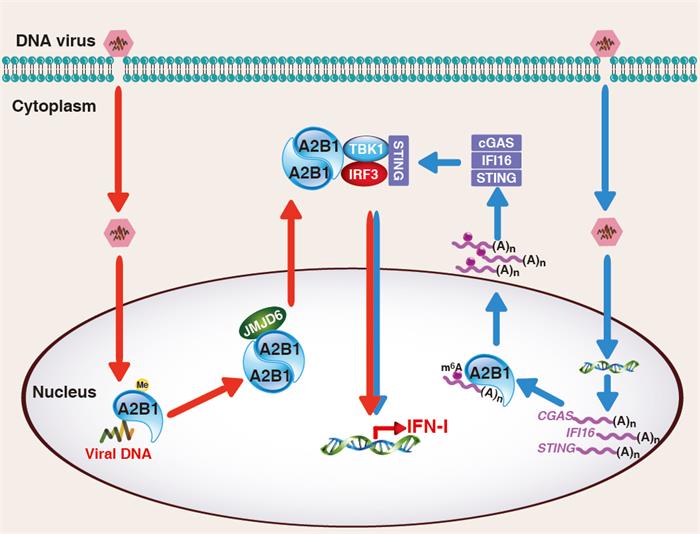 曹雪涛团队发现细胞核内存在病毒DNA识别分子-中国免疫学会